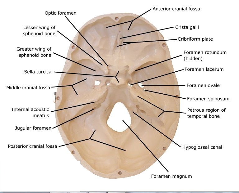 Skeletal System Diagrams